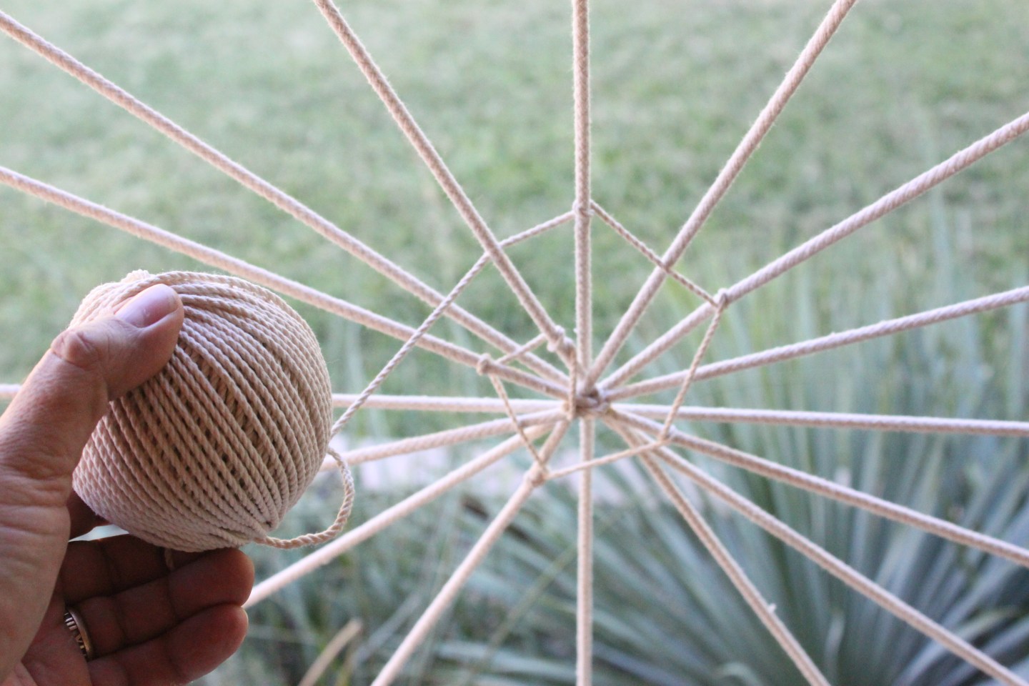 Giant Spider Web | THE CAVENDER DIARY