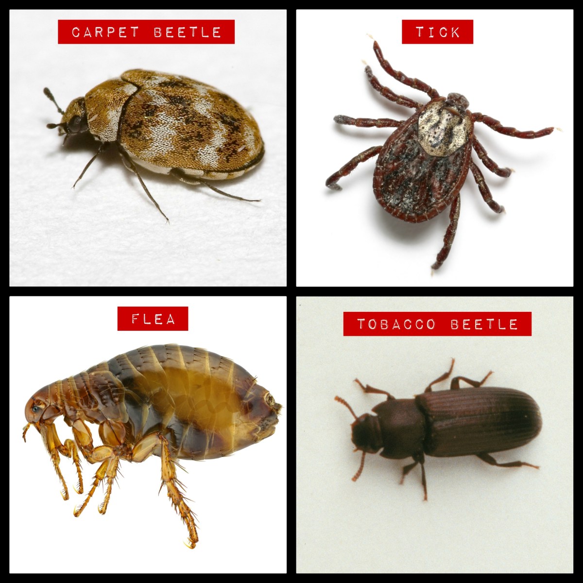 The Lesser of Two Weevils | THE CAVENDER DIARY